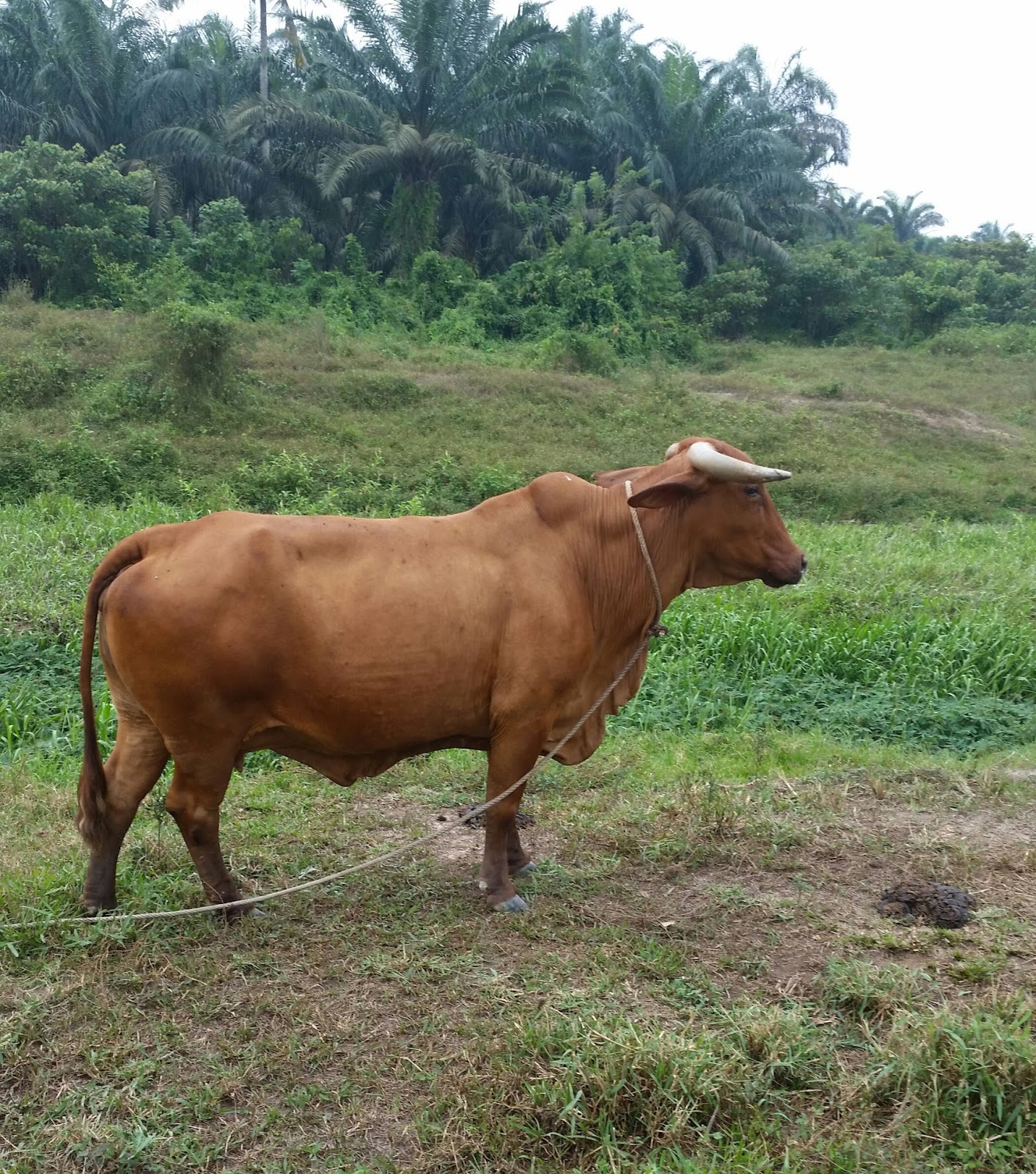 Warisan Petani: Ternakan Lembu 3