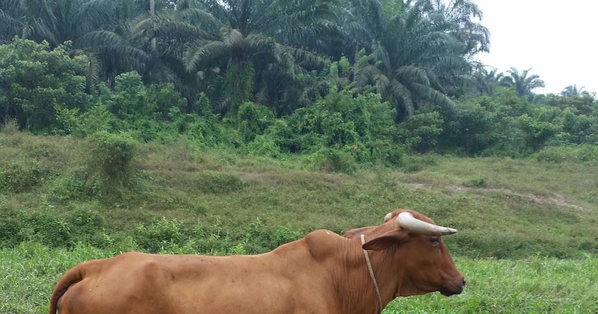 Warisan Petani: Ternakan Lembu 3
