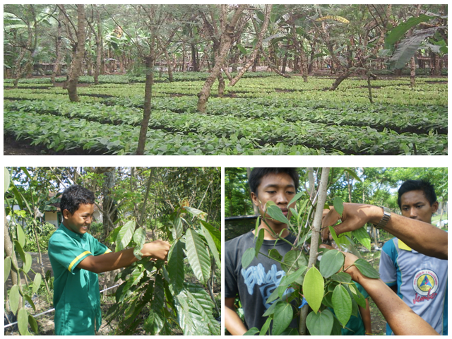 Agribisnis Produksi Tanaman Perkebunan Tpb ~ Smk Negeri 1 Sukorambi