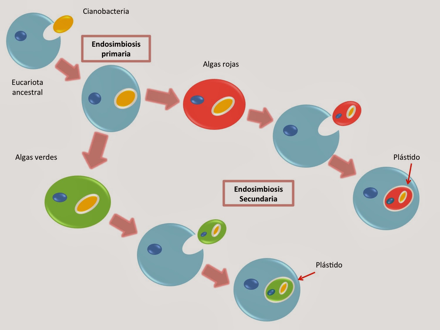 Origen De La Célula Eucariota Apuntes De Bioquímica