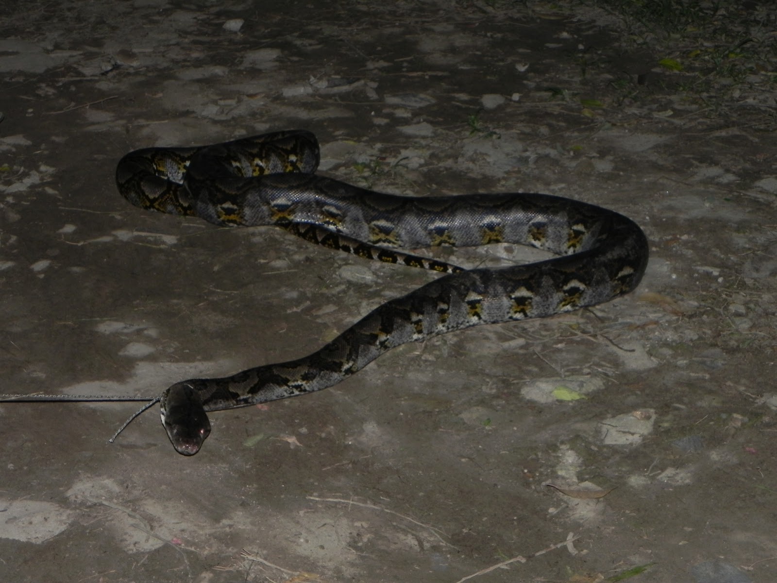 Relatif: Siri 02: Malang Ular Sawa