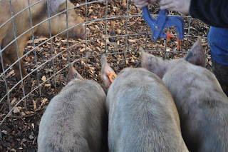 meat: Replacement gilts / marking pigs / breeding / handling
