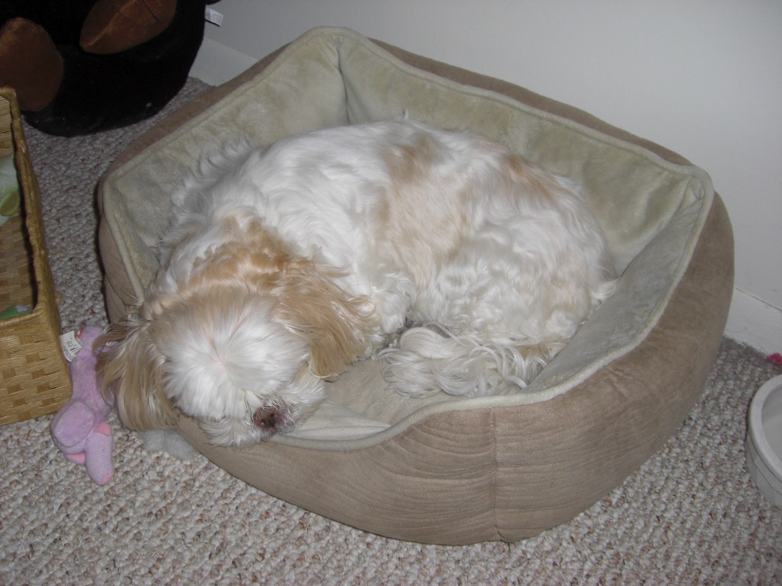 Busy, Busy Buttons: A Dog, A Bed, and A Dingleberry