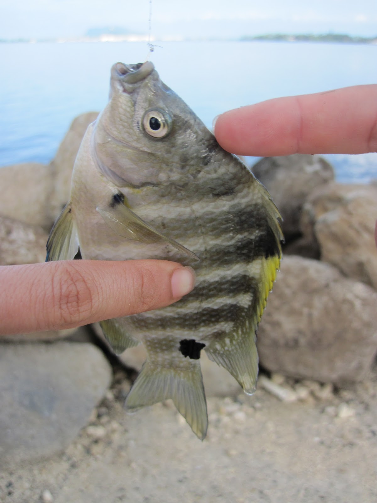 Laulima A 'Ike Pono Internship: Let There Be Fish!