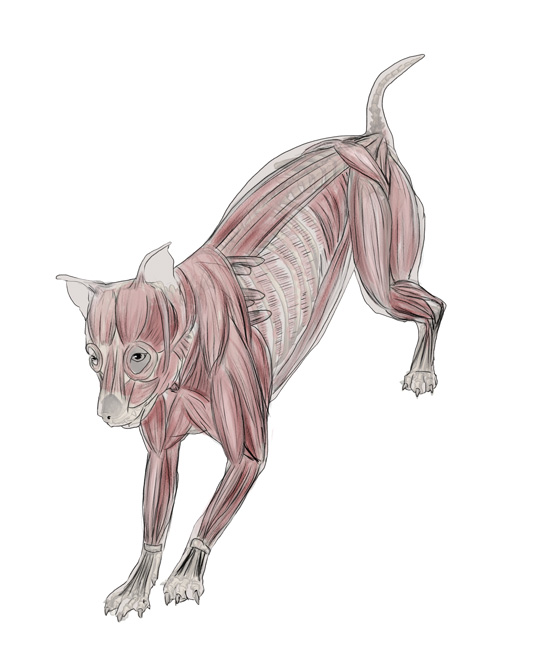 Anatamation: where Anatomy meets Animation: Dog anatomy