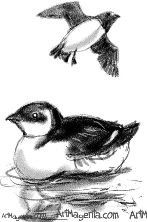 Birds: Little Auk