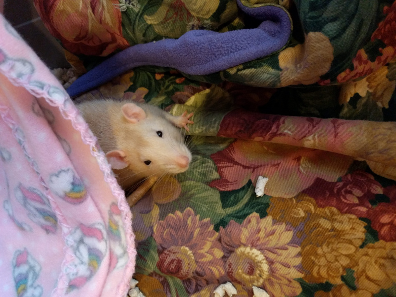 Rattie Ratz: And then there were two,The Story of Rose and Annie