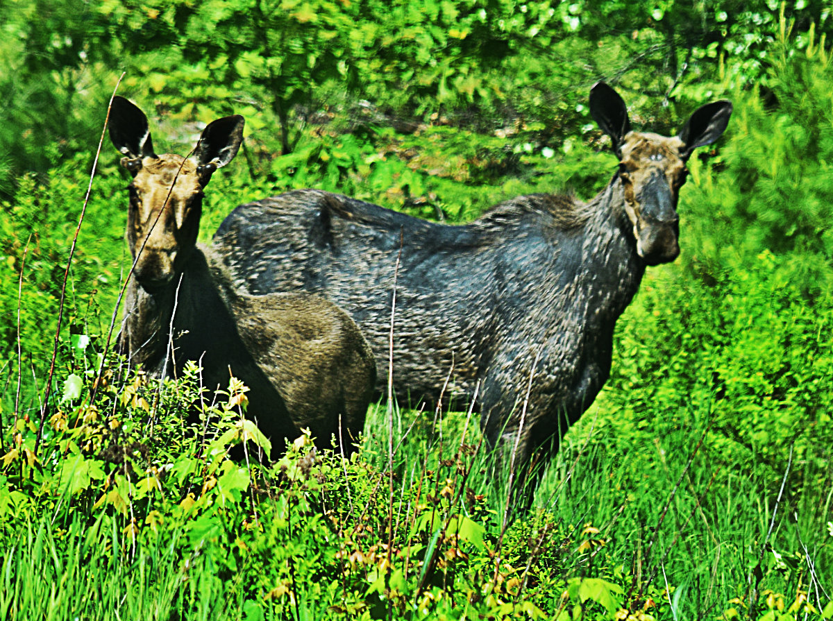 nature tales and camera trails: Two Moose for Saturday Critters