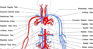 Anatomy And Physiology Of The Cardiovascular System Do