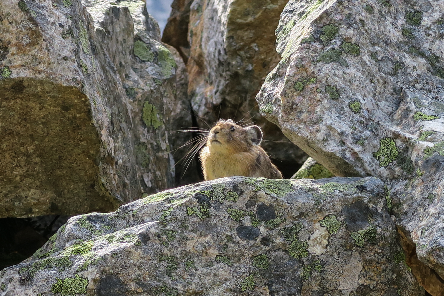 A Map and a Mustang: Marvelous marmots