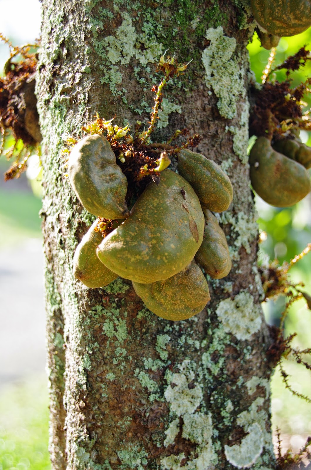 Trees and Plants: Nam Nam