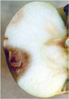 UK - Diseases of Fruit Crops & Ornamentals: Apple Rots Common This Time ...