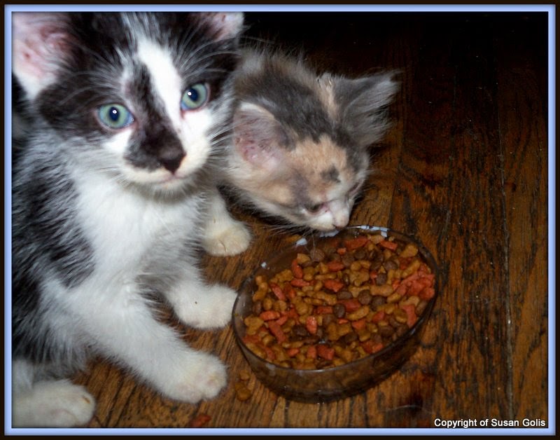 Cat Adoption Guide: Weaning Kittens to Solid Food