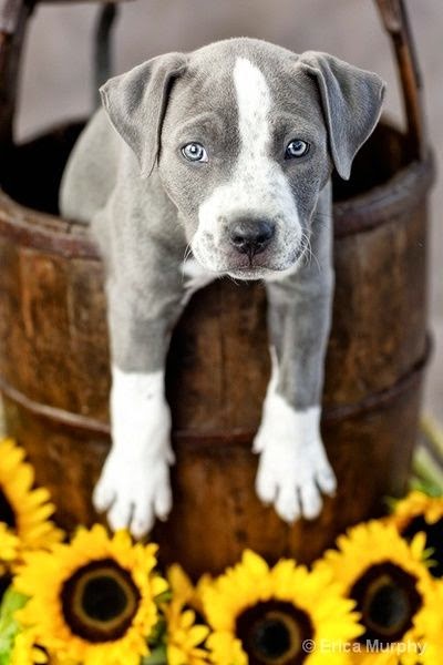 Cute puppy and dog: Cute pitbull puppies looking Beautiful