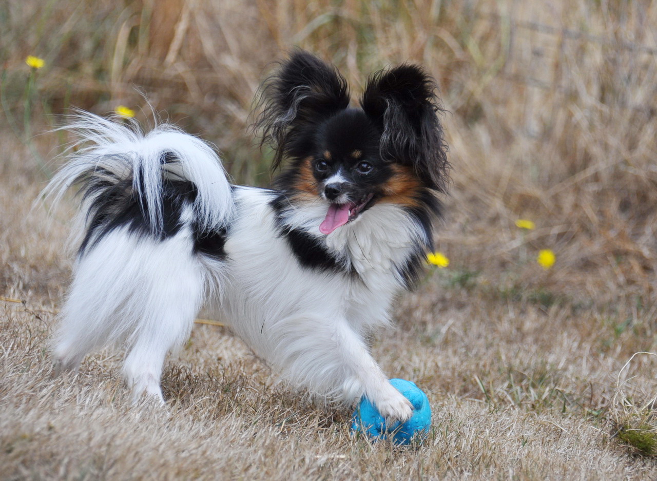 Road's End Papillons : 11 Months old Papillon Girl