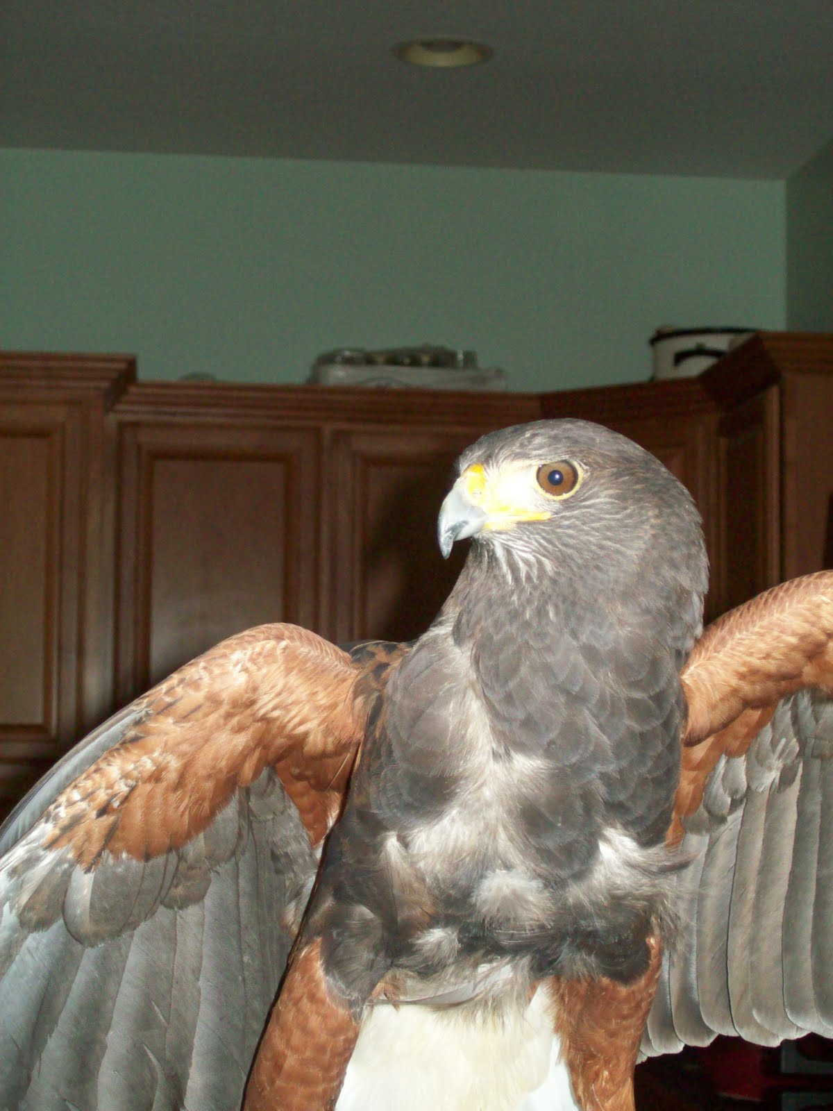 Harris' Hawk blog