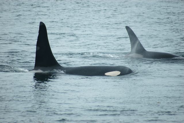 Orca Watcher: A Tribute to J1 ~ Ruffles