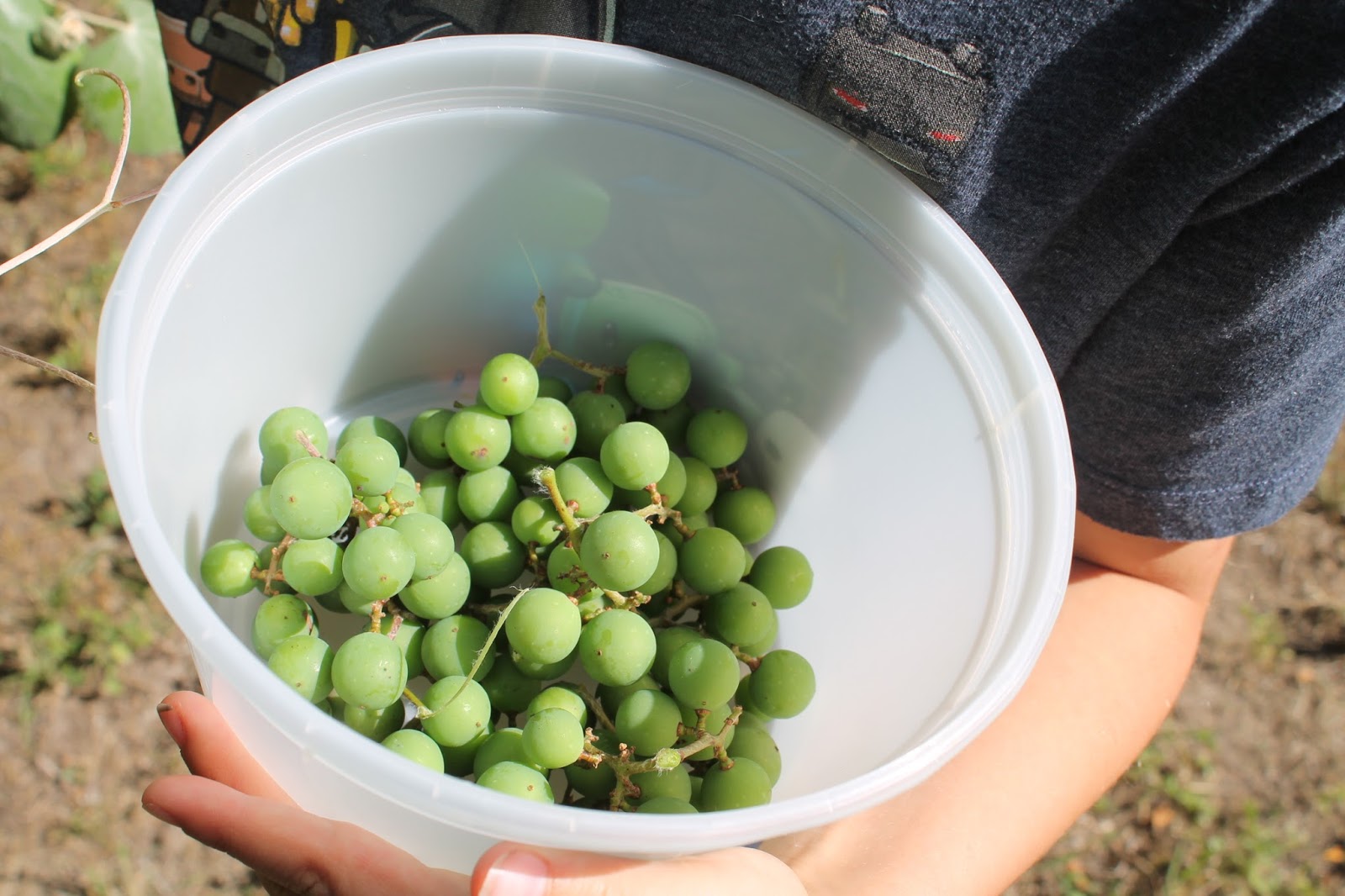 Razor Blade (Green Grape) Pie