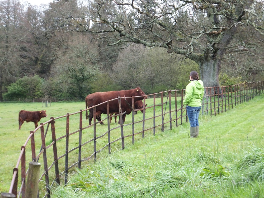 Geoff and Lucy Adventures: Colleton Manor, Gin and SUNSHINE