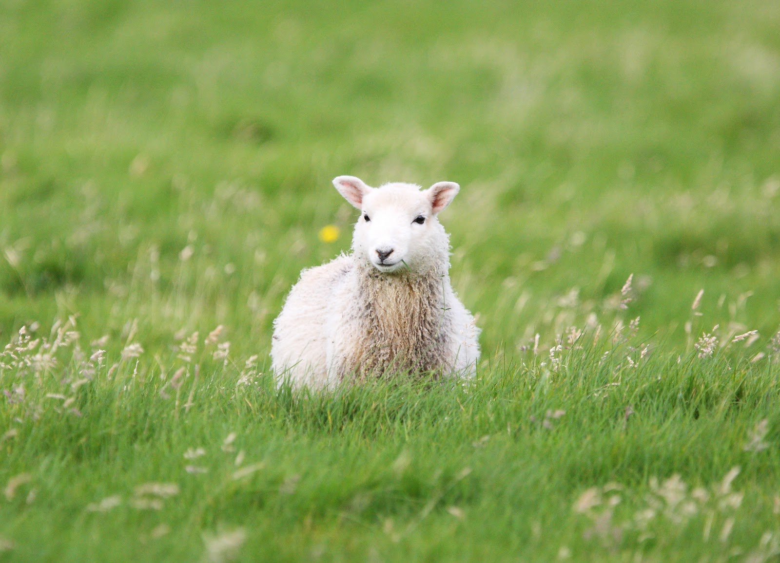 Wanstead Birder: Desperate Shetland birders start looking at sheep