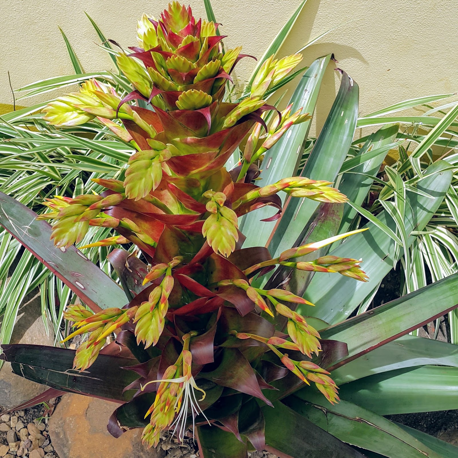 "Verdade//aspas" : 👪 Bromeliaceae (Alcantarea imperialis 'rubra')