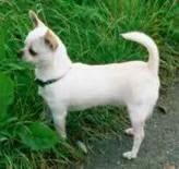 Dog Breeds: Dog Breeds