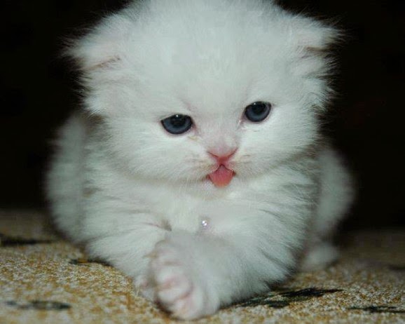 Những hình ảnh con vật ngộ nghĩnh đáng yêu 1 - Cảm Xúc Yêu Thương