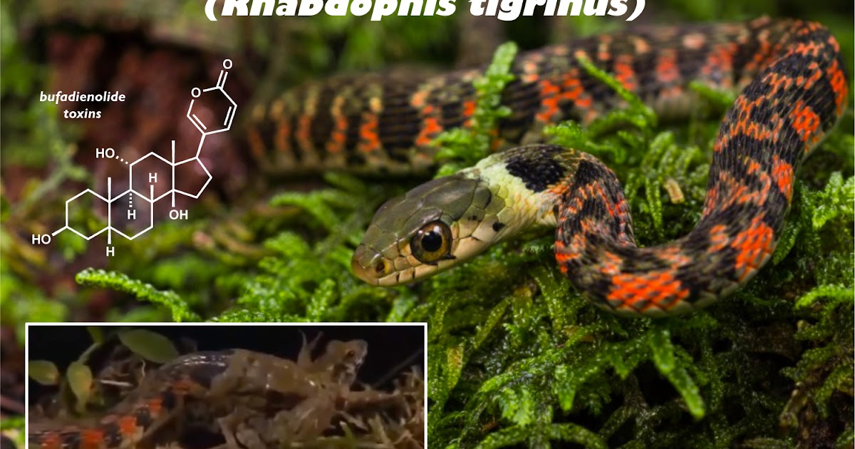 Herpetological Toxicology: Tiger Keelback