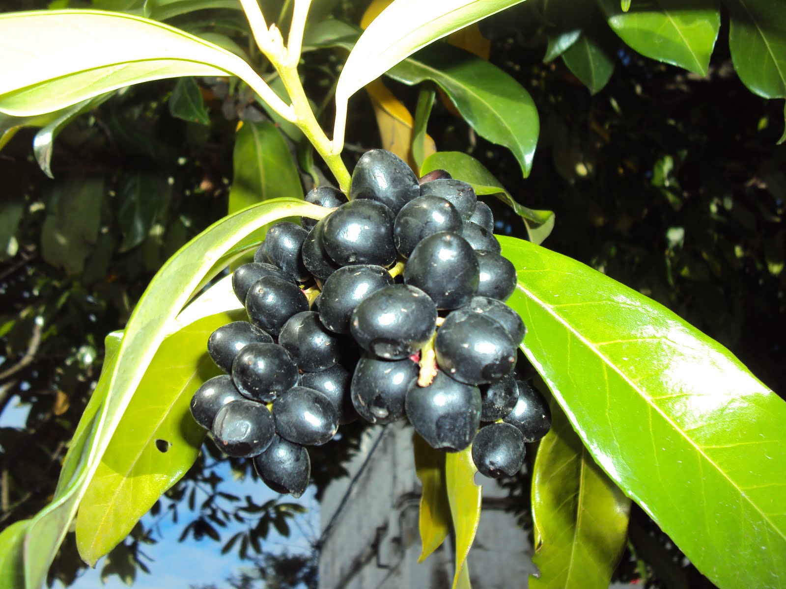 duhat - philippin news collections