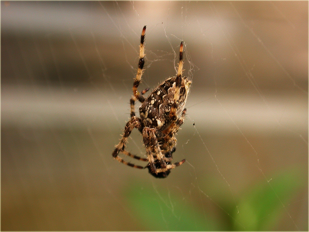 Arachnerds: Garden / Cross Spider - Araneus diadematus