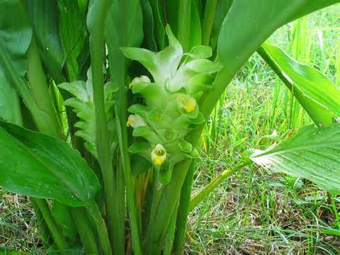 INDONESIAN HERBS SPECIALIST: KUNYIT (Curcuma longa/Curcuma domestica)