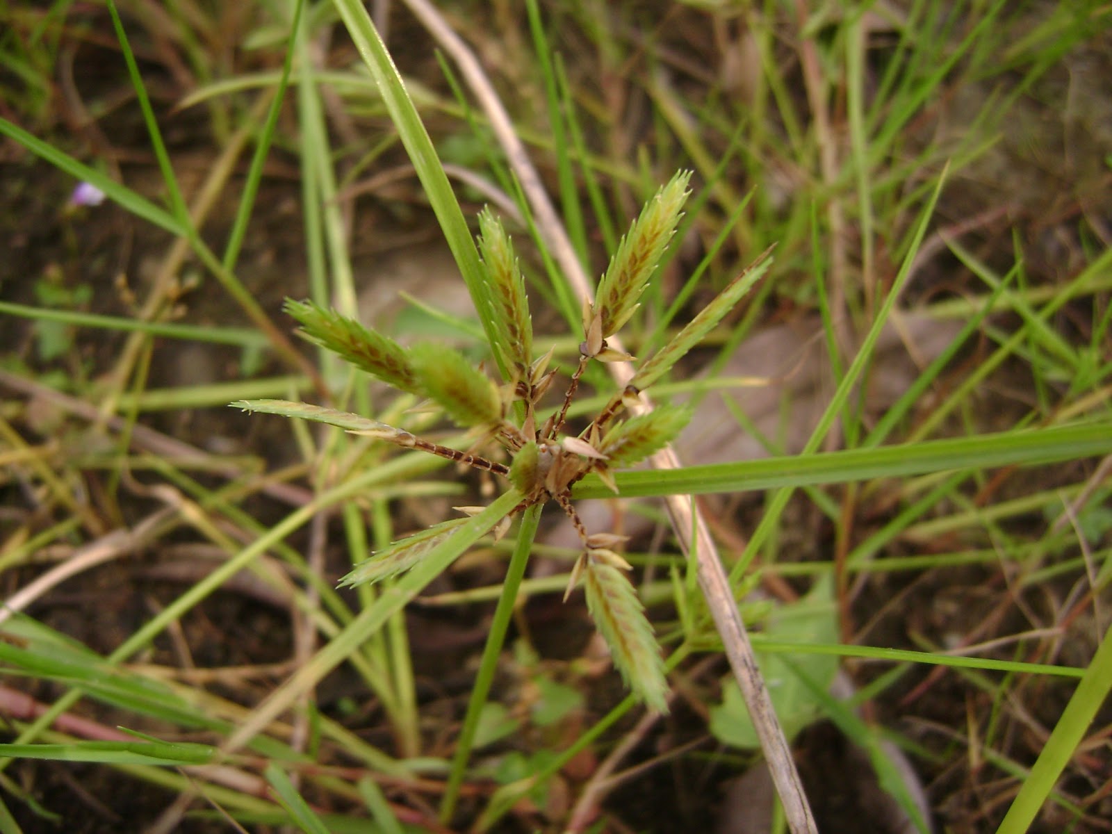 TENGOKU NO SHIZEN : Zassou - Weeds