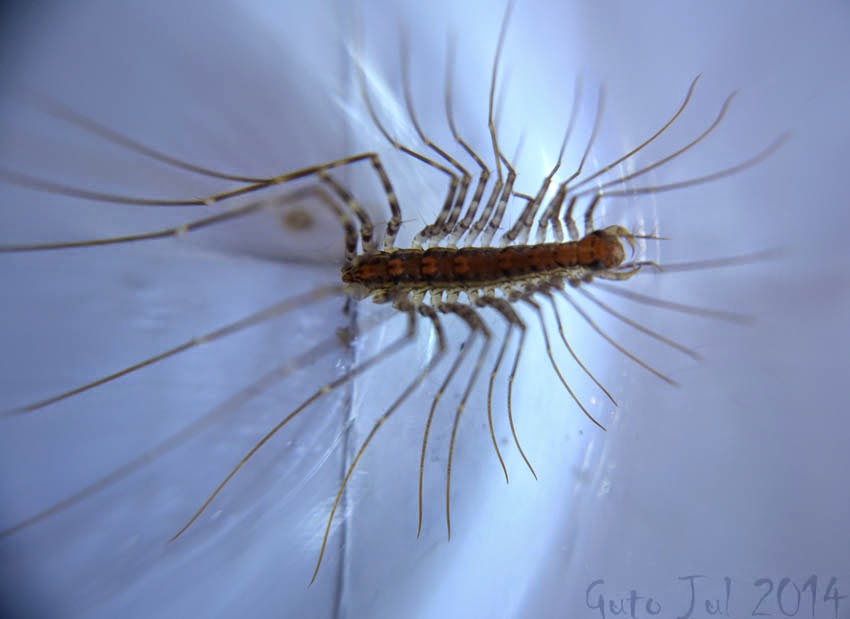 Insetologia - Identificação de insetos: Centopeia Doméstica em Goiás
