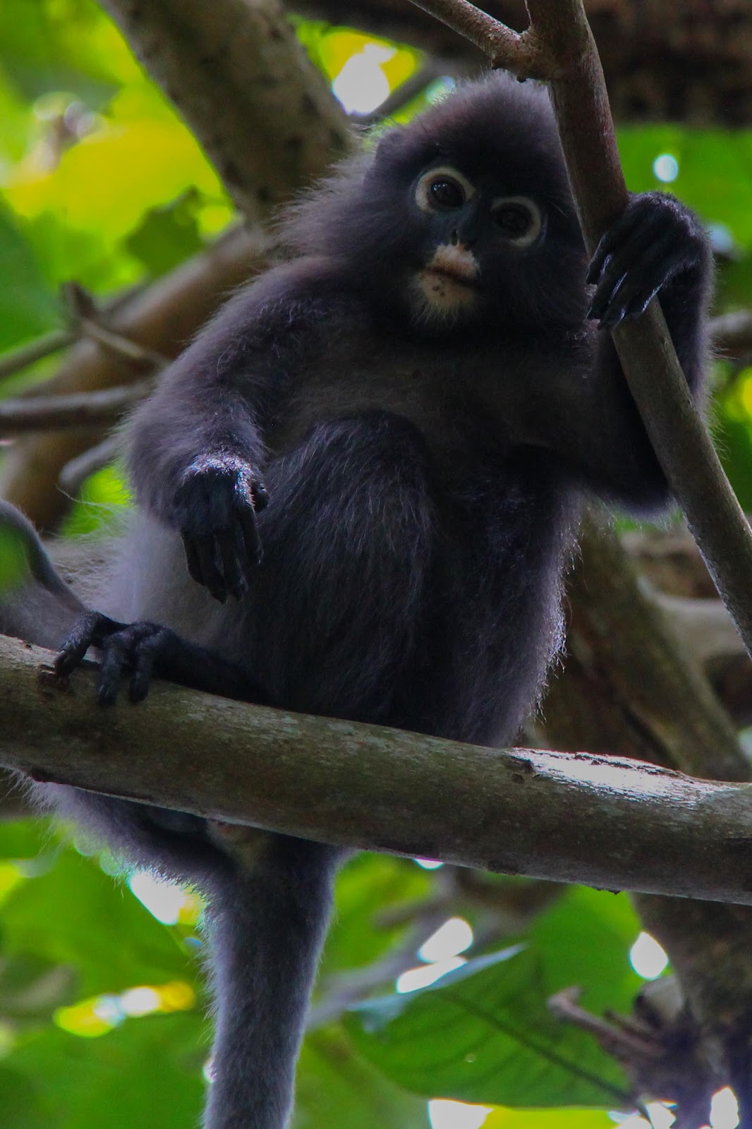 Odyssey Overland - London to Australia 2012: Magical Malaysia