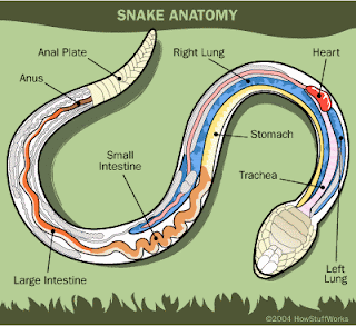 Morris Classical Academy: Snake and Squid Digestion