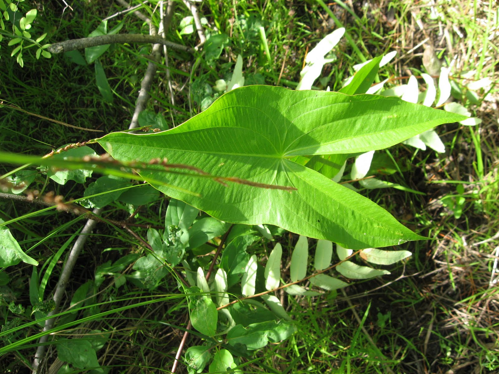 Animal Trackers of New England: Three wetland arrow heads