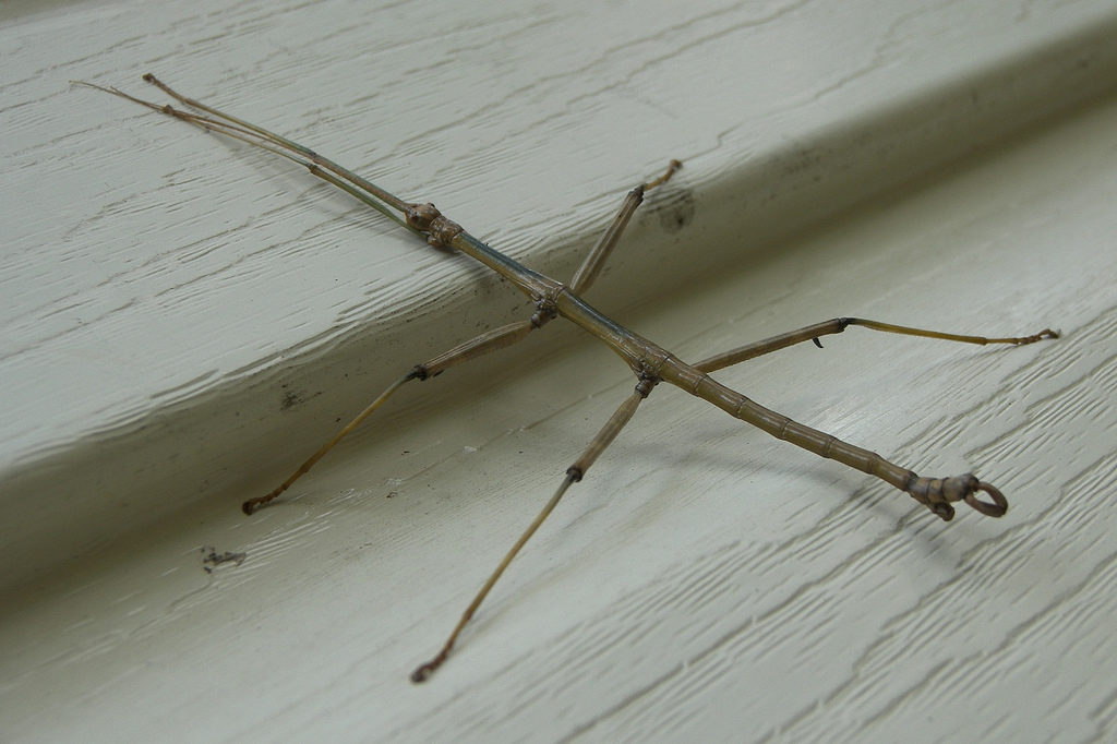 The Stick Bug Chronicles