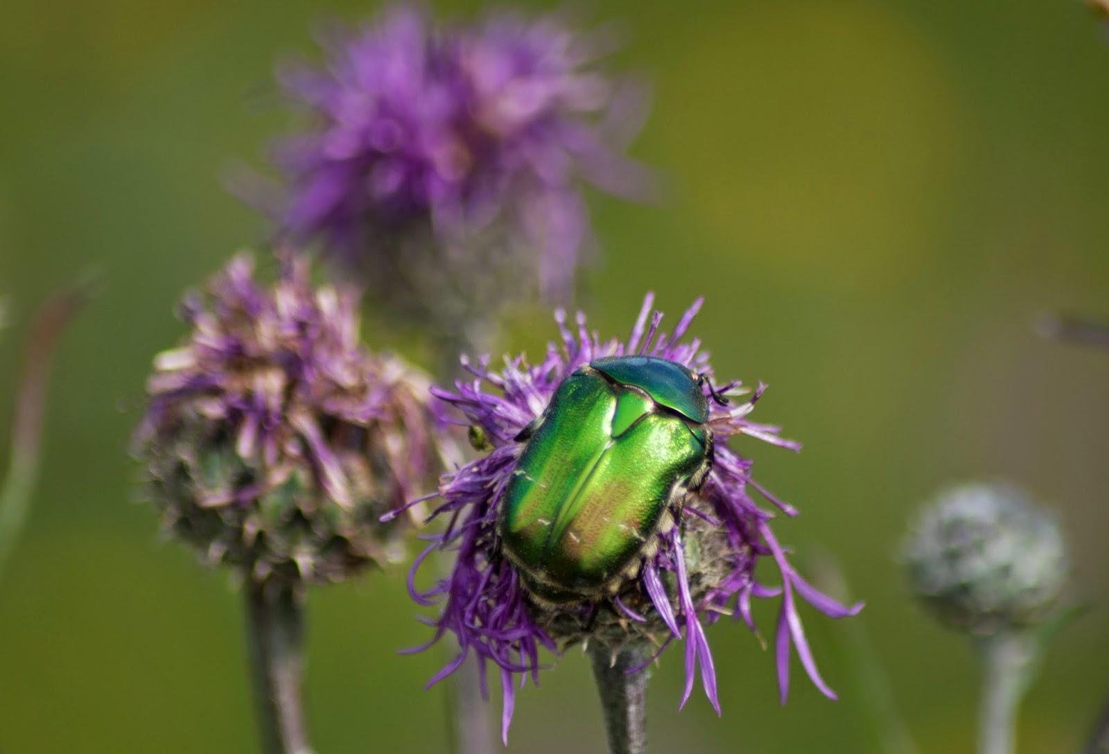 Eve Saar Photo: Vormsil/ in Vormsi (a small island in the West Estonia ...