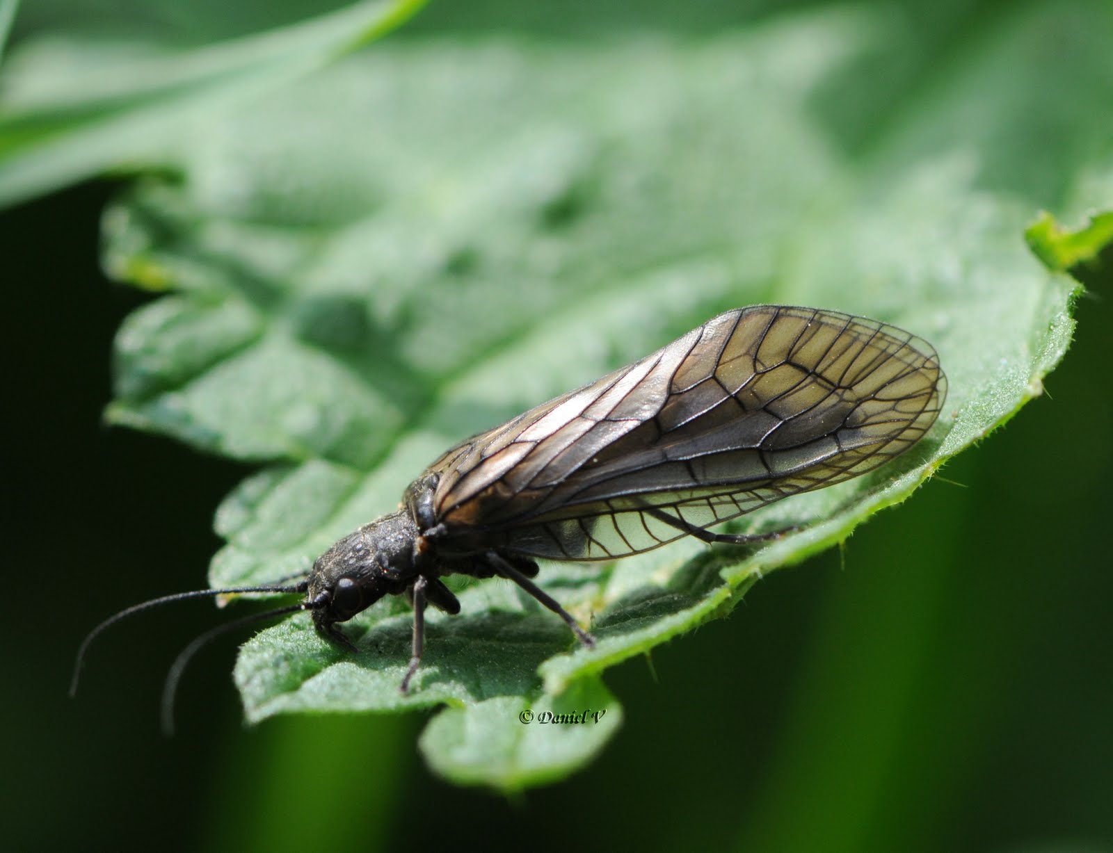 Macrophoto plaisir passion: Sialis de la vase, salis lutaria
