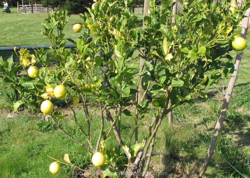 Eco Footprint ~ South Africa: Fruit in the making
