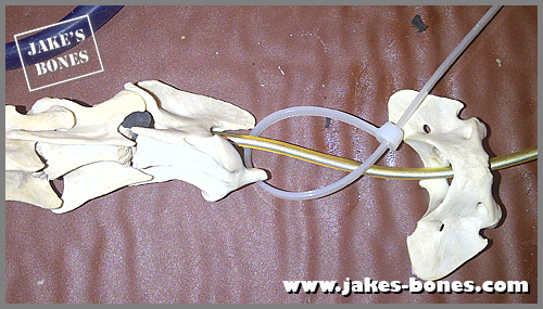 How to re-articulate a fox skeleton: part one : Jake's Bones