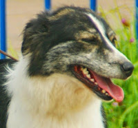 The Animal: Aidi Dog