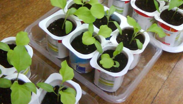 CIENCIAS NATURALES MMSR: SEMILLEROS ECOLOGICOS