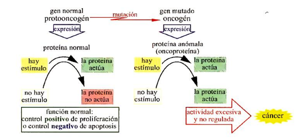 BASES MOLECULARES DEL CÁNCER: 4. Mecanismos 4a. Mecanismos de los ...
