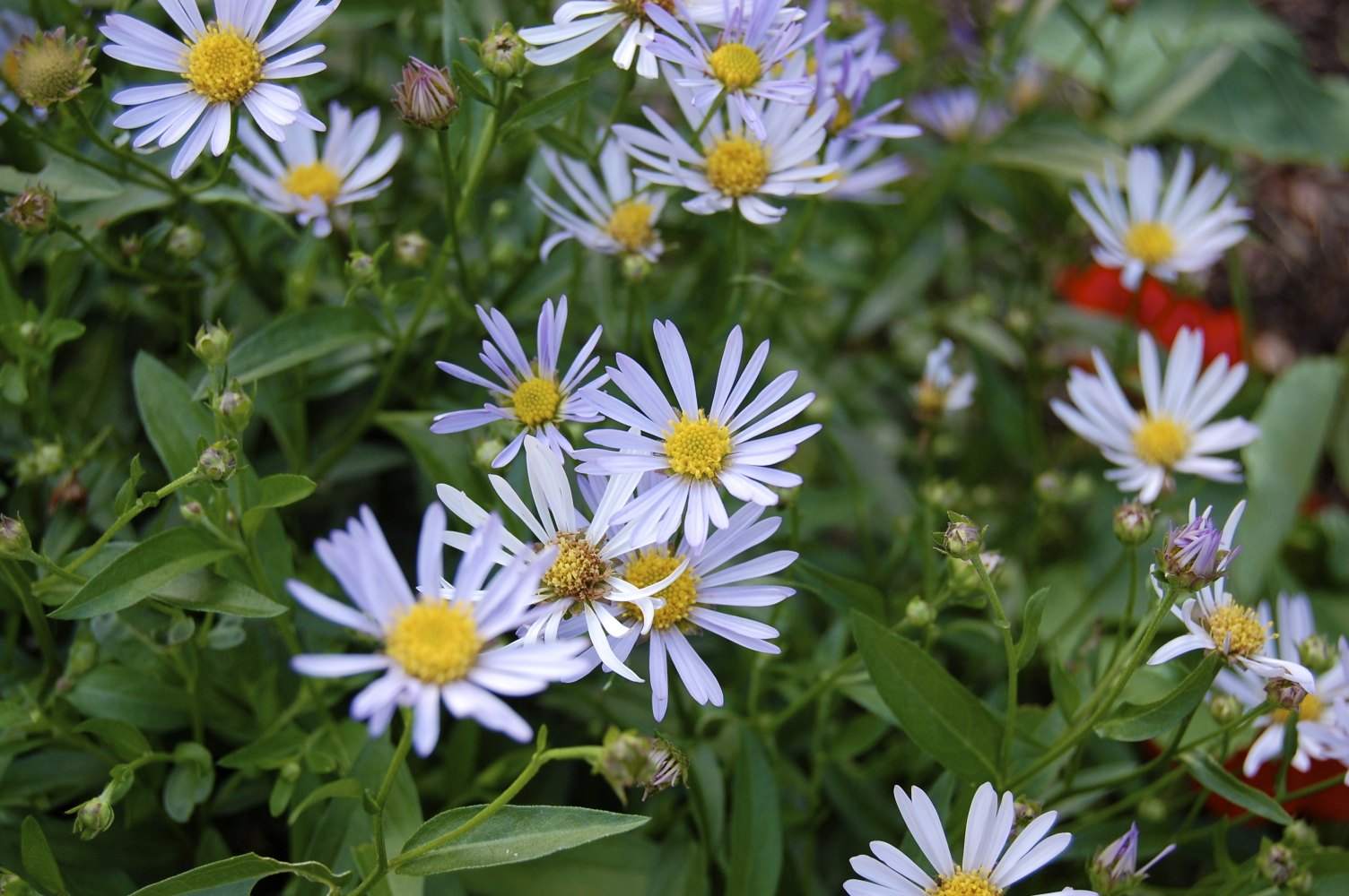 Plant Inventory at 20 Timothy : Boltonia / False Aster