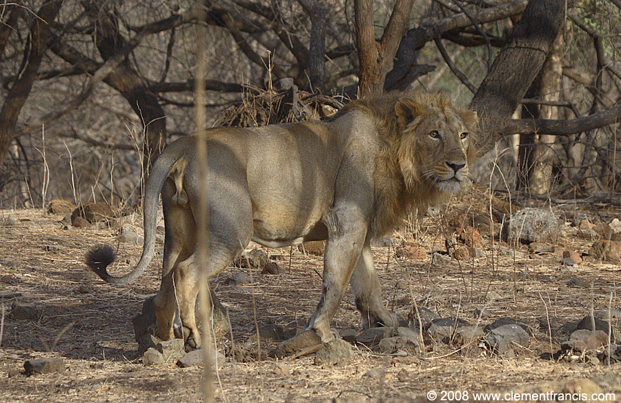 Every Thing To Know About Lions | Historical sites | world travel and ...