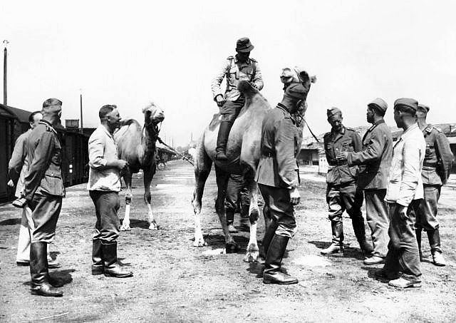 NAZI JERMAN: Foto Kamel (Unta) dan Tentara Jerman