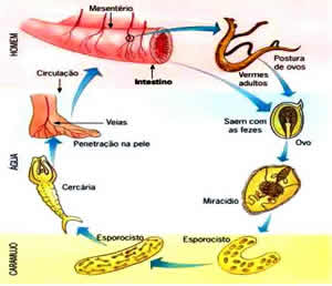 ESTUDANDO CIÊNCIAS...: As tênias ou solitárias
