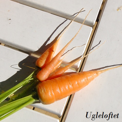 Ugleloftet: Evaluering av spiselige ting i hagen i 2013 og spiselige ...