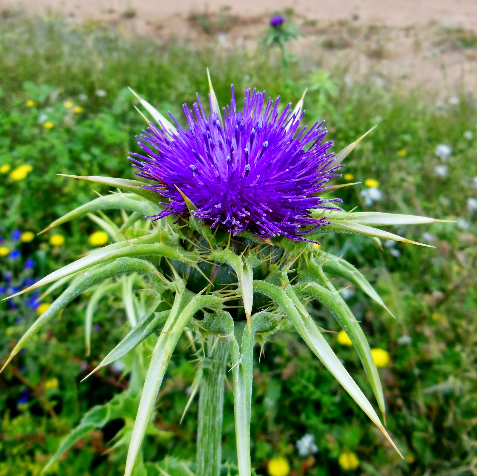 naturconsejos: CARDO MARIANO (Silybum marianum)